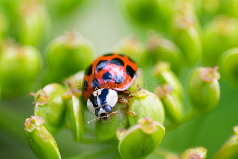 Ladybug macro image stock image. Image of macro, ladybug - 43371683
