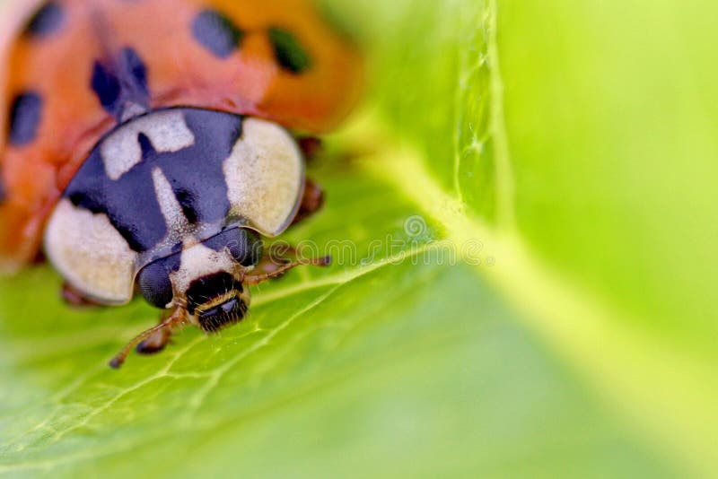 Ladybug stock image. Image of macro, nature, feaf, ladybird - 73000413