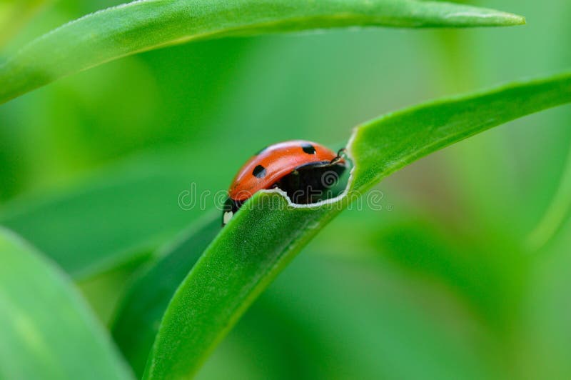 Ladybug stock image. Image of green, garden, nature, macro - 40369099
