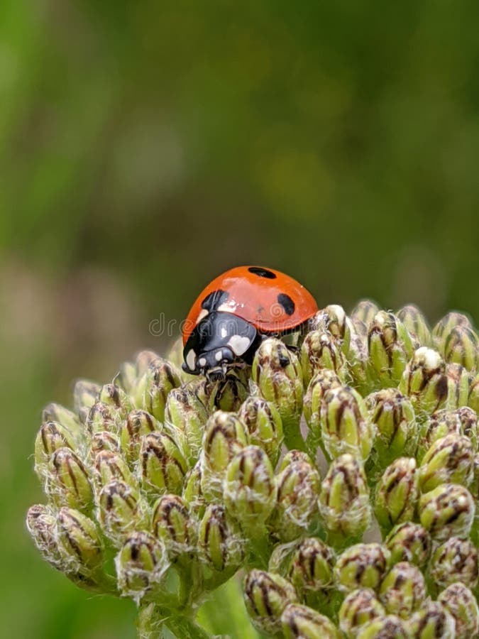 Ladybug macro stock photo. Image of garden, flora, peace - 21868388
