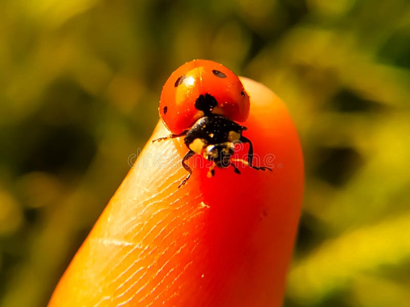 Ladybug on a man finger stock photo. Image of care, ladybird - 243959310