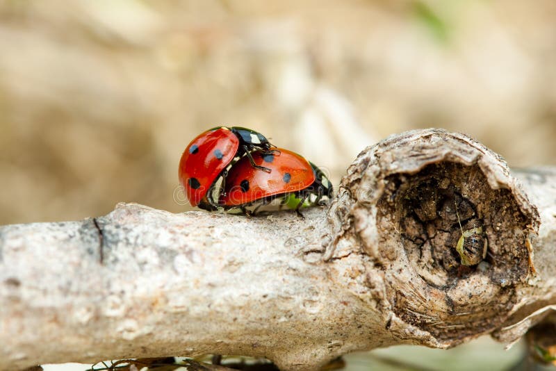 Ladybugs Meeting on High Cliffs Stock Photo - Image of colony, bugs: 125034