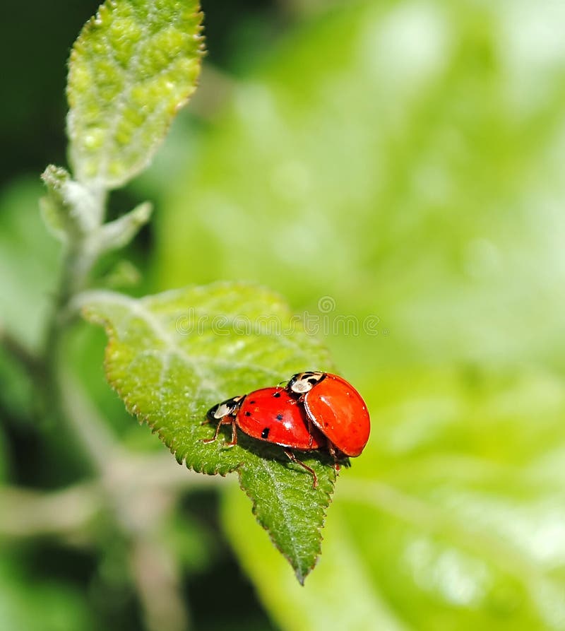 Ladybug mating stock image. Image of nature, habit, spring - 31144977