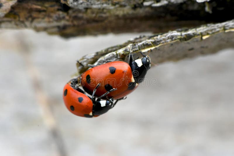 Ladybug Mating in the Nature Stock Photo - Image of beautiful, mating ...