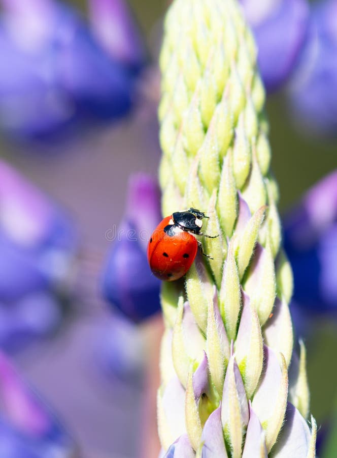 Ladybug on a Meadow, Macro of a Bug Insect, Beetle Climbing Up a Flower ...