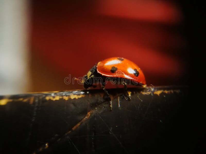 Ladybug stock photo. Image of ladybug, micro, closeup - 117372370