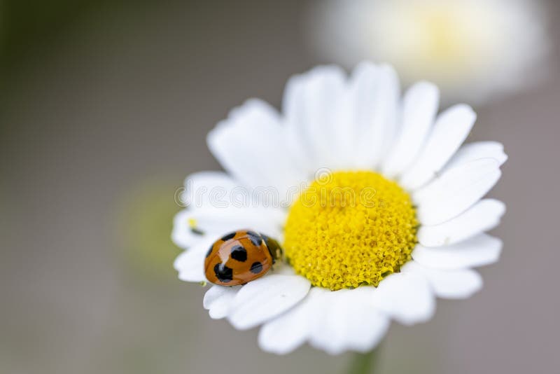 Ladybug on a Mini Marguerite Flower Stock Image - Image of white ...