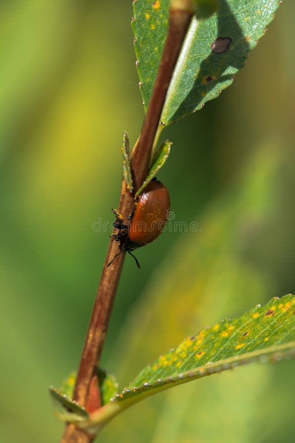 Ladybug without Polka Dots on a Branch Stock Image - Image of scene ...