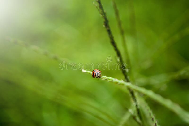 LadyBug in the Morning stock photo. Image of undefined - 106450506