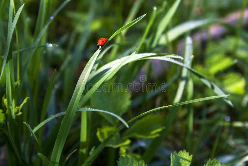 Ladybug in morning forest stock image. Image of forest - 40118747