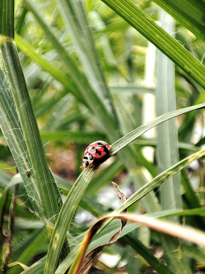 Ladybug in the Morning Fresh Green Leaves Stock Photo - Image of green ...