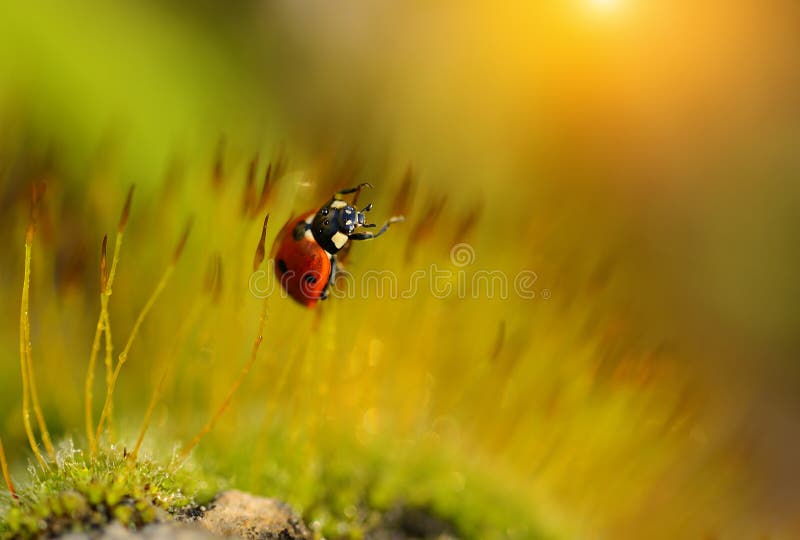 Ladybug in the moss forest stock photo. Image of season - 38120866