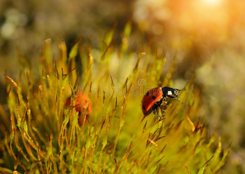 Ladybug in the moss forest stock image. Image of leaf - 38120869