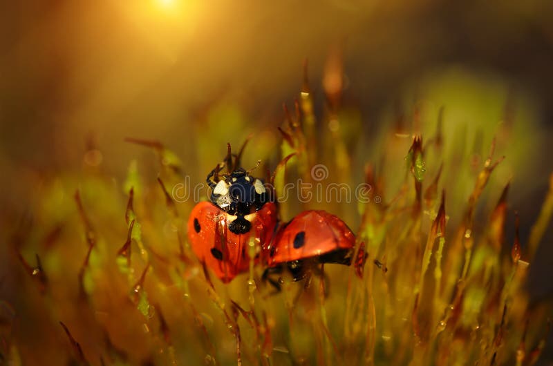 Ladybug in the moss forest stock image. Image of leaf - 38120869