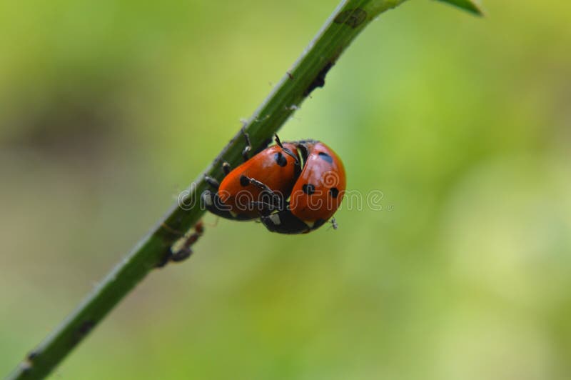 Ladybug in Natural Environment Stock Image - Image of leaf, garden ...