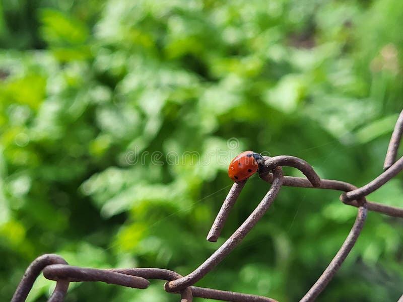Ladybug stock image. Image of nature, insects, ladybug - 246097003