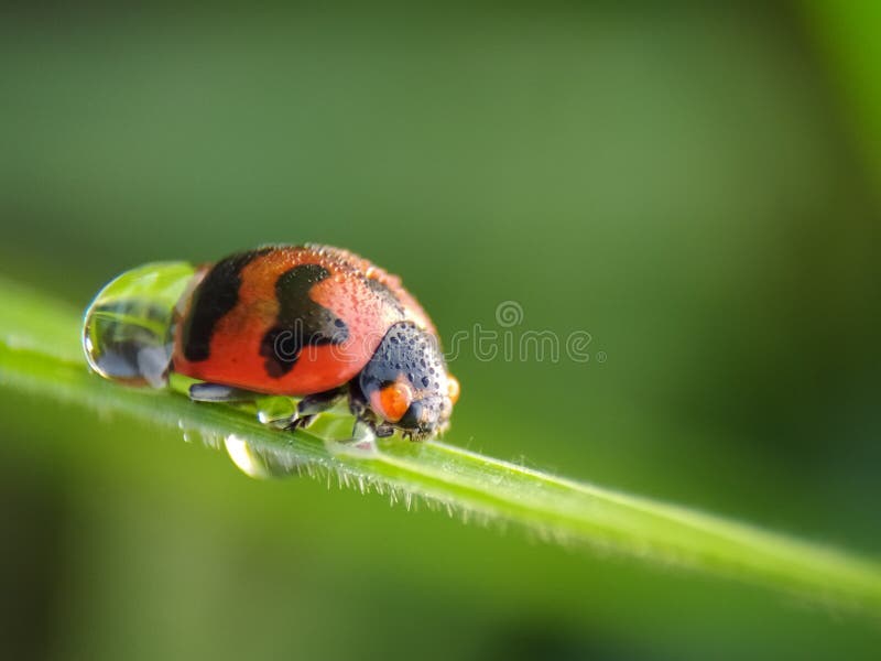 Ladybug in Nature stock image. Image of spider, nature - 265068969