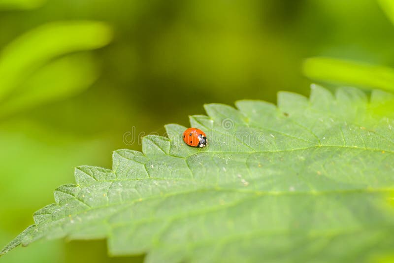 Ladybug stock image. Image of forest, green, fall, lady - 92007191
