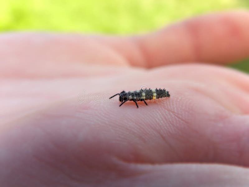 Ladybug nymph stock photo. Image of flowers, insects - 39667916