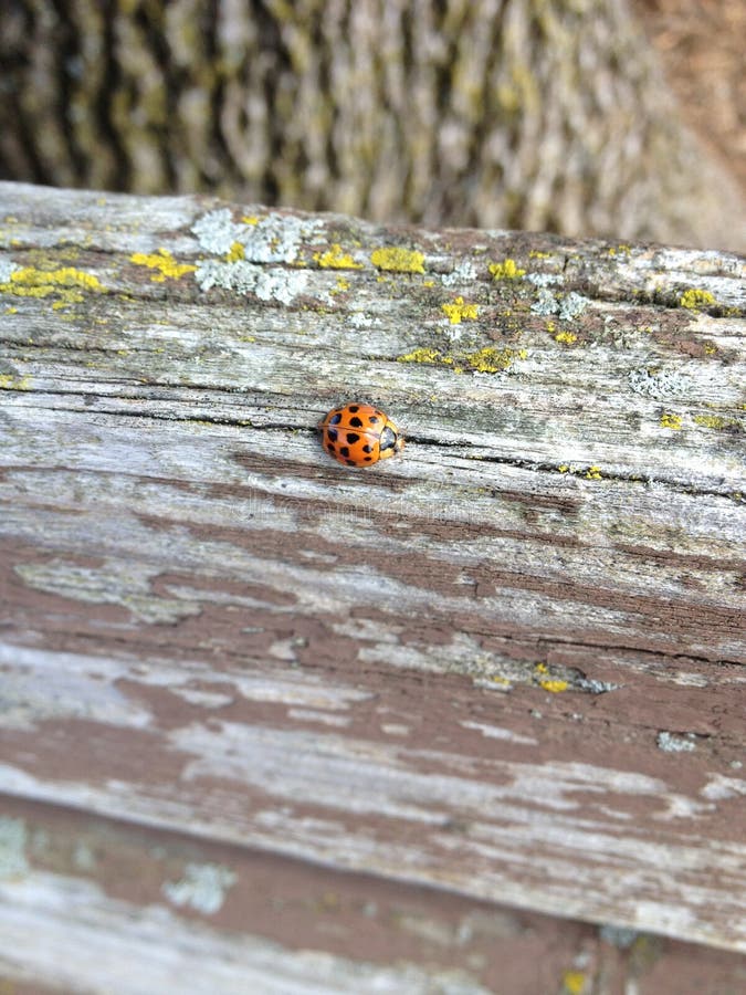 Ladybug Old Bench Stock Photos - Free & Royalty-Free Stock Photos from ...