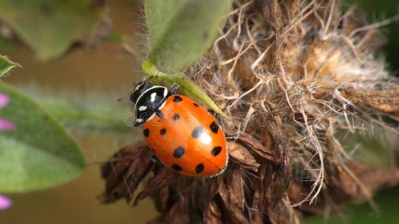 Ladybug on a clover flower stock photo. Image of ladybird - 210358858