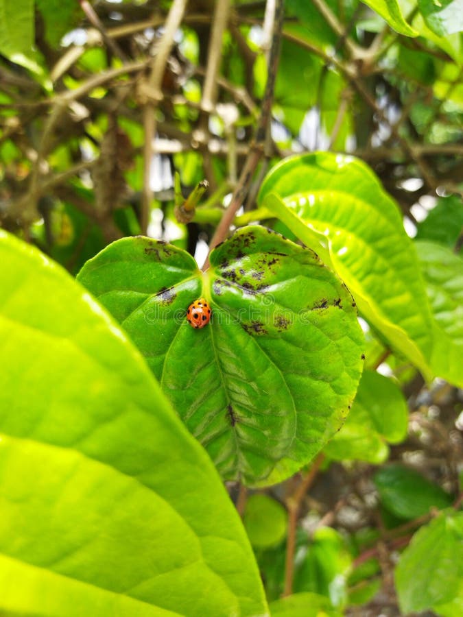 The ladybug in betel leaf stock image. Image of agriculture - 251150065