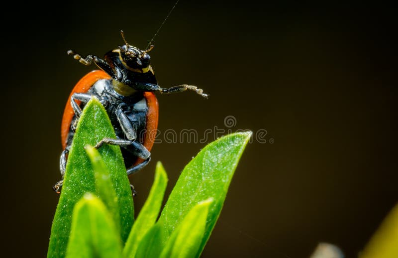 Ladybug open out wings stock image. Image of bird, ladybug - 25147707