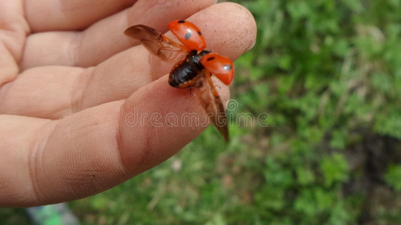 Ladybug open out wings stock image. Image of bird, ladybug - 25147707