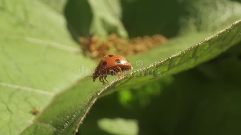 Ladybug Opens Its Wings and Flies Stock Footage - Video of beetle ...