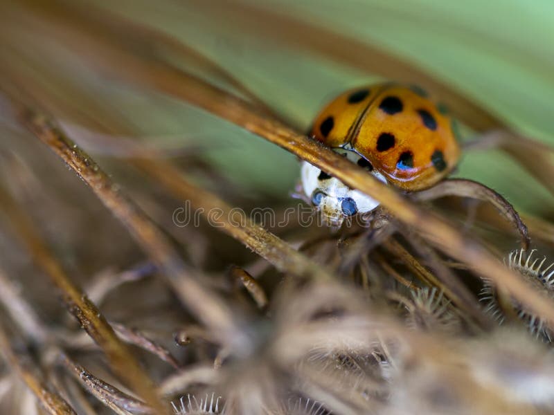 A Tiny Ladybug in the Fields of Virginia, USA. Stock Photo - Image of ...