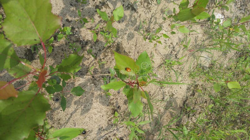 Ladybug stock photo. Image of ladybug, adventure, scenery - 125649080