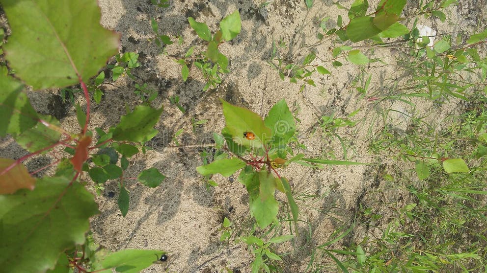 Ladybug stock photo. Image of ladybug, adventure, scenery - 125649080