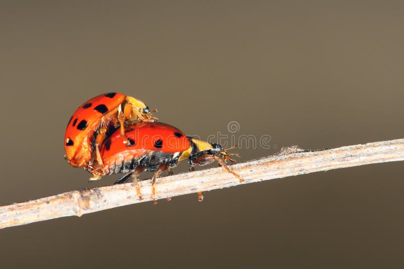 Ladybug stock image. Image of copulate, macro, insects - 44315083