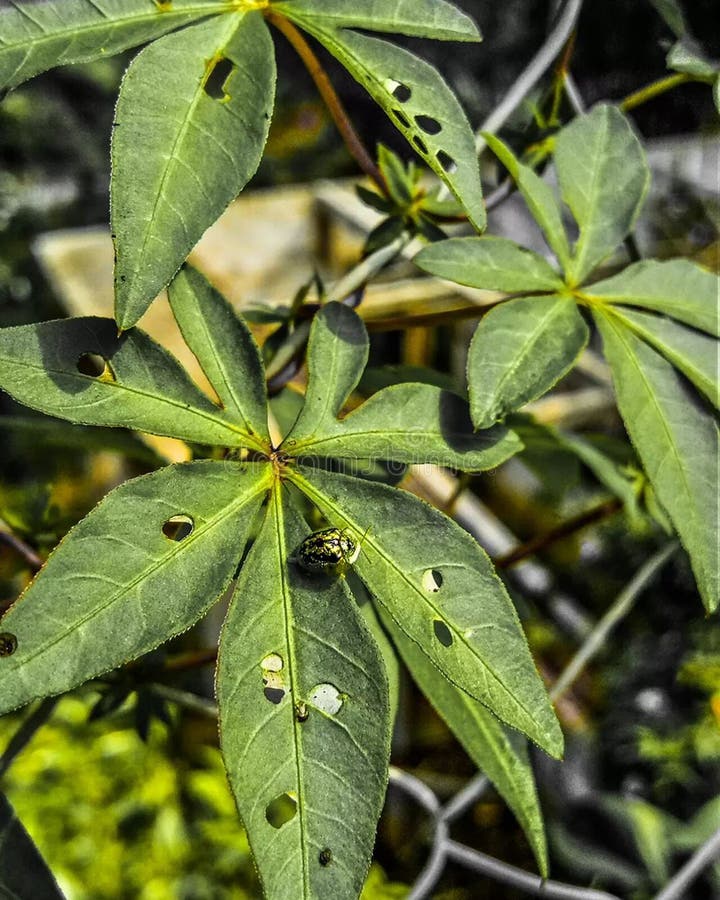 Ladybug Perched on the Hollow Leaves Stock Photo - Image of blossom ...