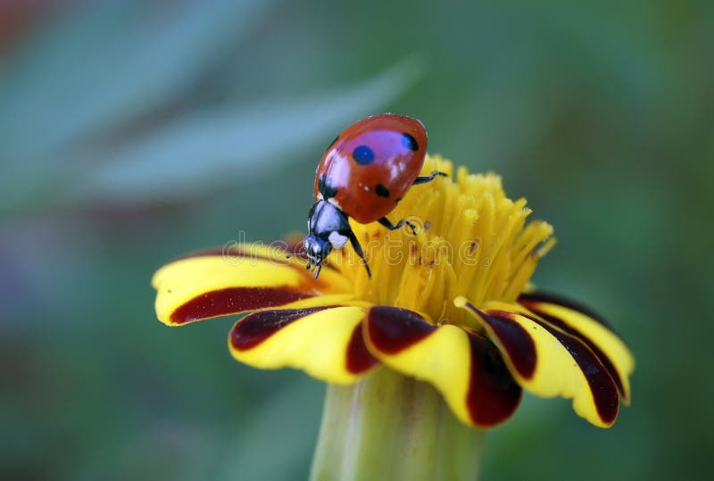 Ladybug stock photo. Image of beautiful, macro, environment - 75015164