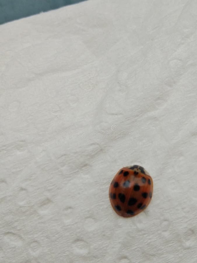 Ladybug Photographed while Sleeping on a Paper Sheet Stock Photo ...