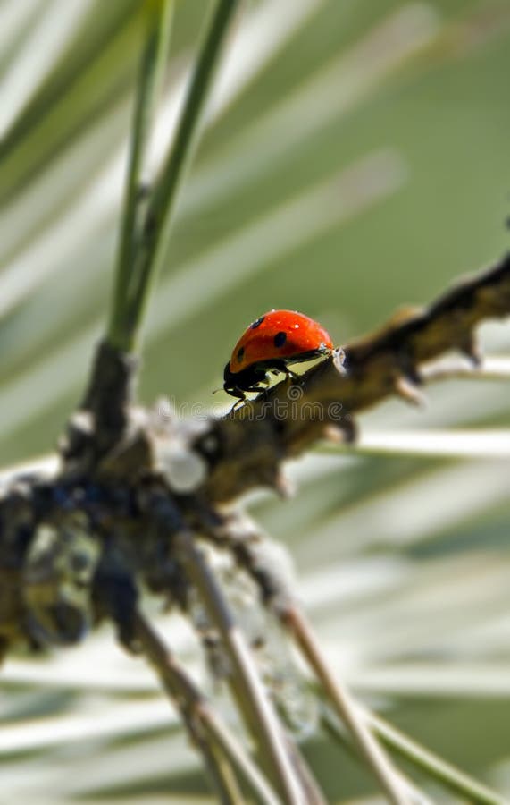 Ladybug on a pine branch stock photo. Image of landscape - 39123890