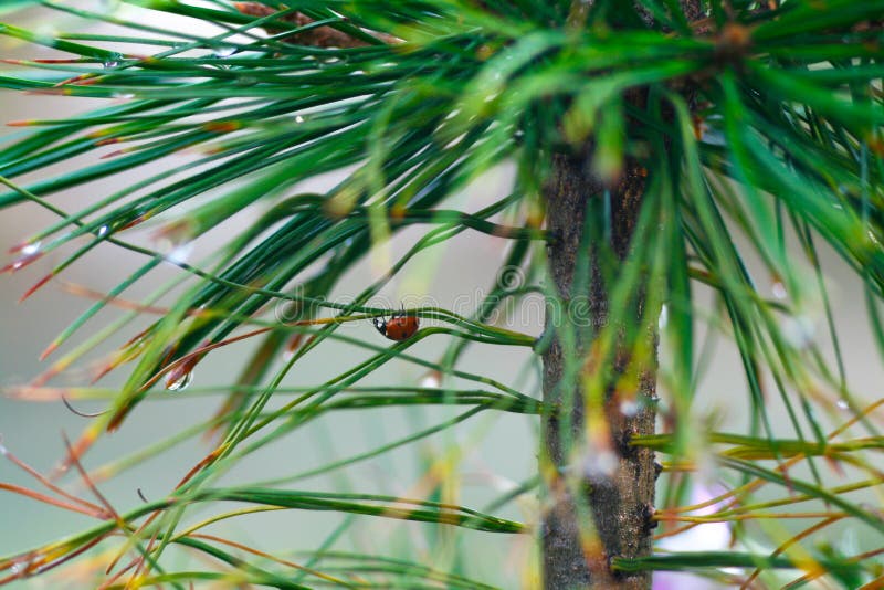Ladybug on the pine branch stock image. Image of garden - 72397725