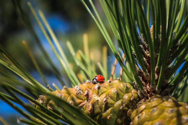 Ladybug on a Pine Cone in a Sunny Forest Stock Photo - Image of moss ...