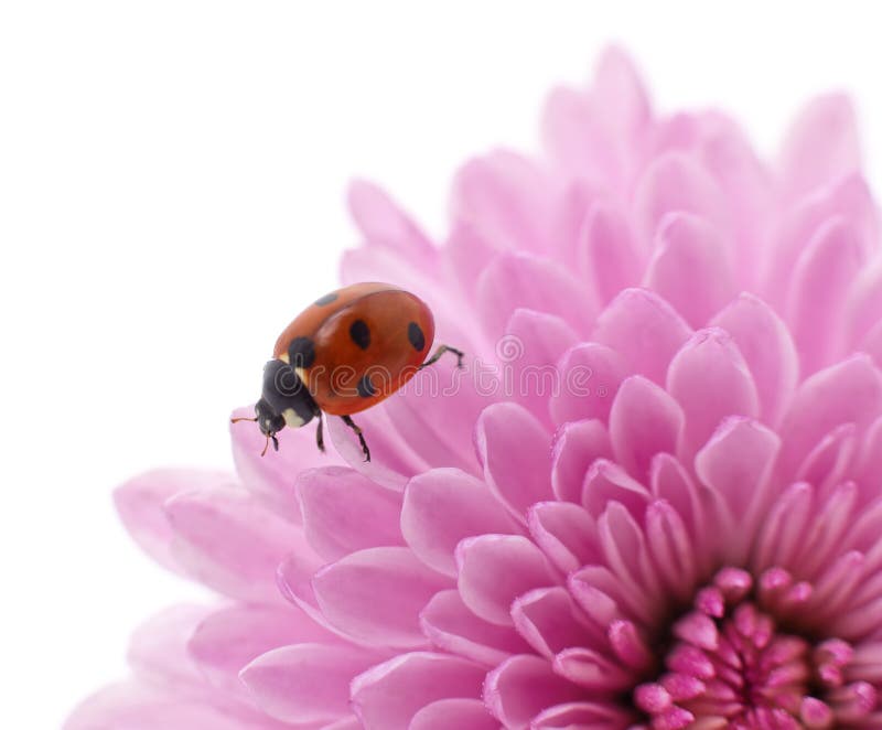 Ladybug on a Pink Chrysanthemum Stock Image - Image of purple, nature ...