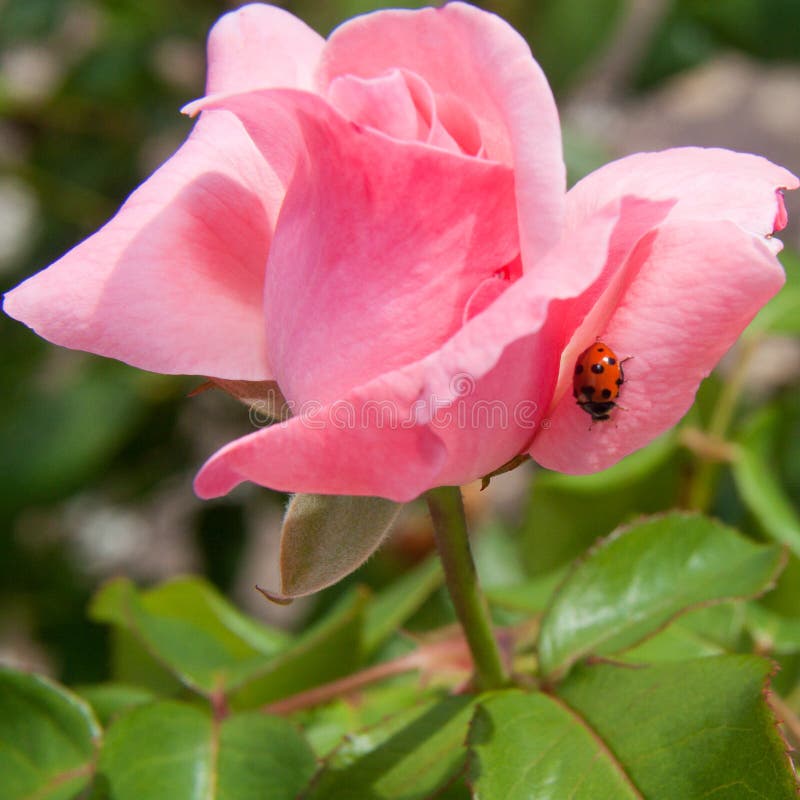 Ladybug on pink rose stock photo. Image of background - 32333594