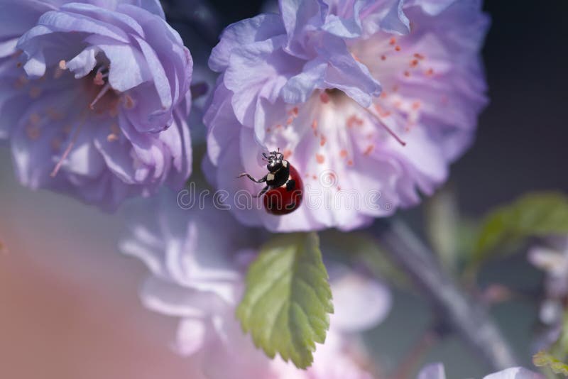 Ladybug on Pink Tender Flowers. Ladybug on a Pink Spring Flower Stock ...