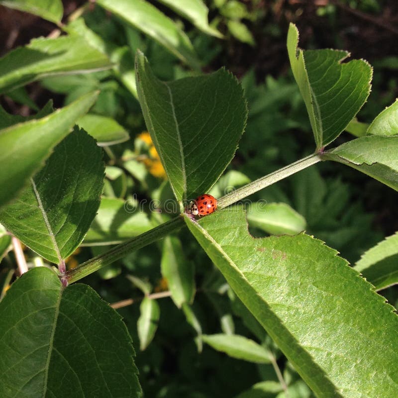 Ladybug on plant stock image. Image of insect, plant - 170871985