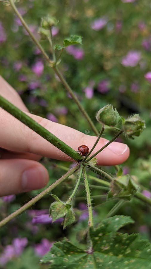 Ladybug on plant stock image. Image of climbing, ladybug - 277169729