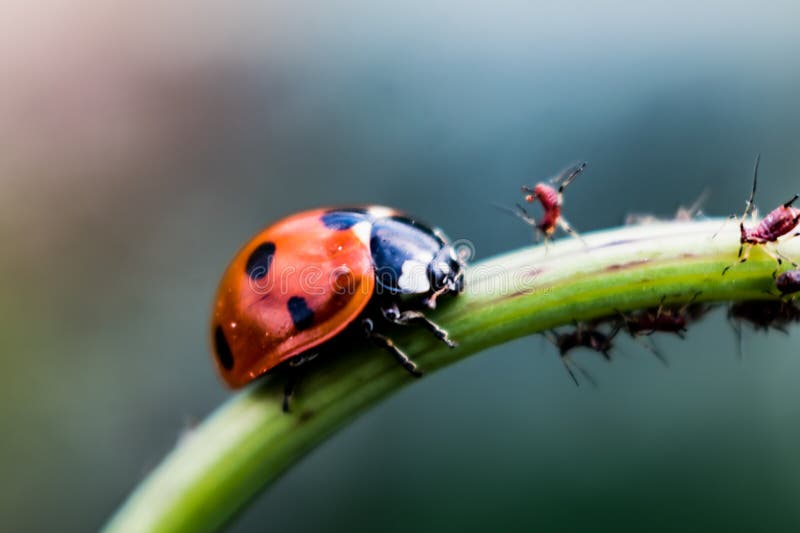 Ladybug on Plant in a Garden Stock Image - Image of nature, black ...