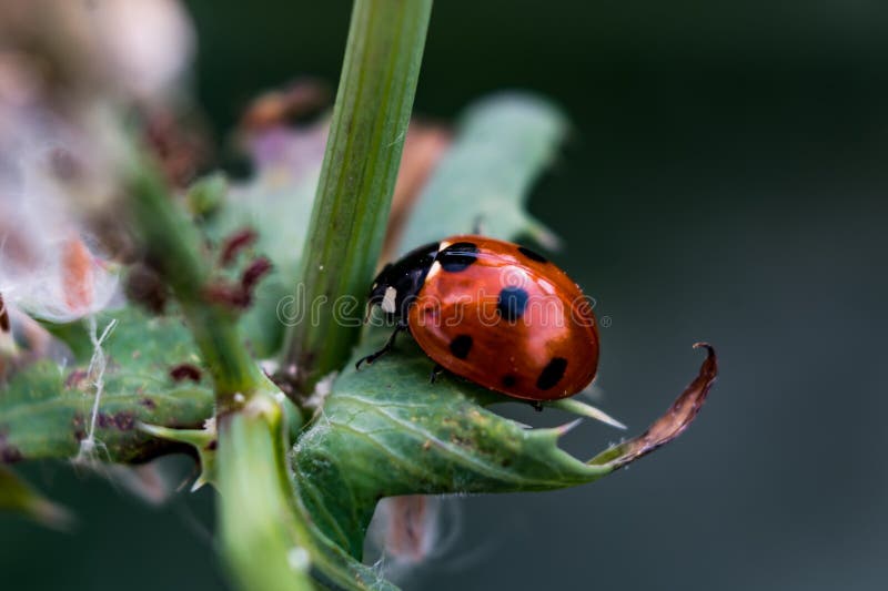 Ladybug on Plant in a Garden Stock Image - Image of garden, plant ...