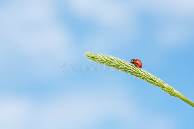 Ladybug on a Plant on Blue Sky Stock Photo - Image of multi ...