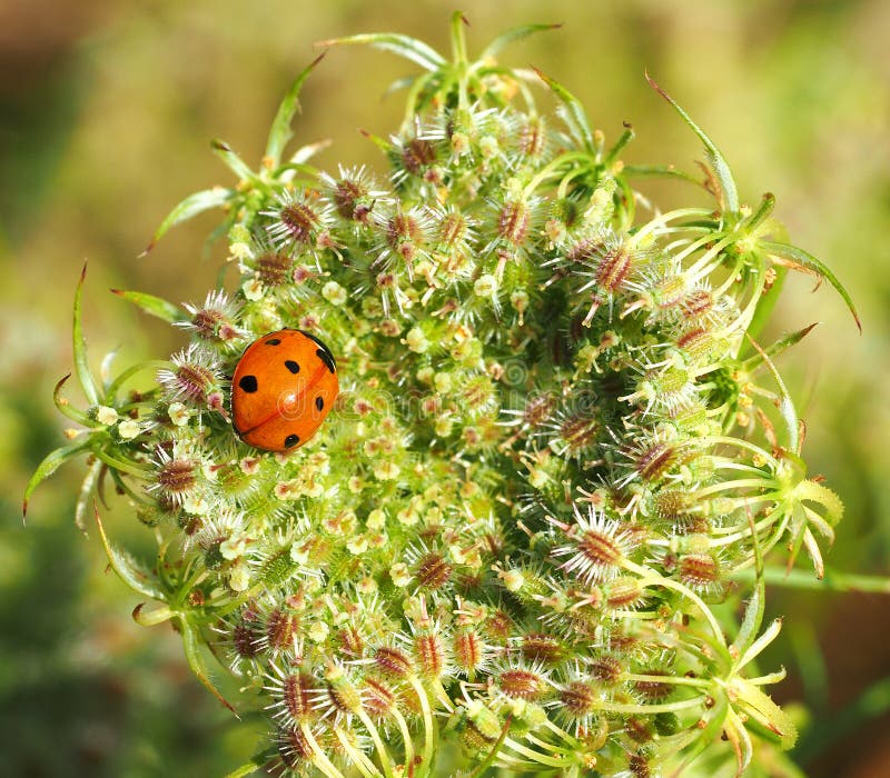 Ladybug on a Plant Called "wild Carrot". Stock Image - Image of shrub ...
