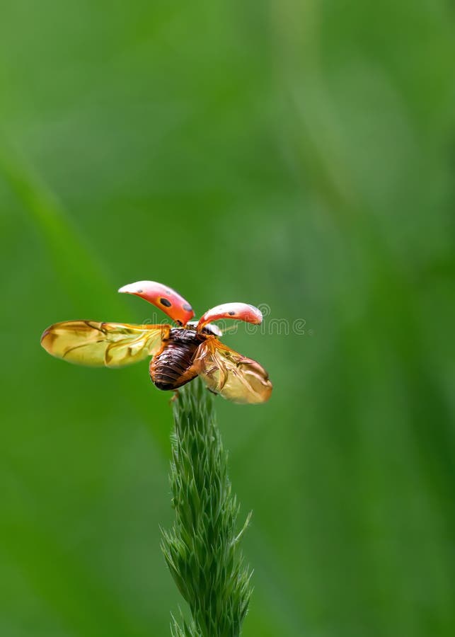 A ladybug stock photo. Image of insect, ladybug, meadow - 260109800