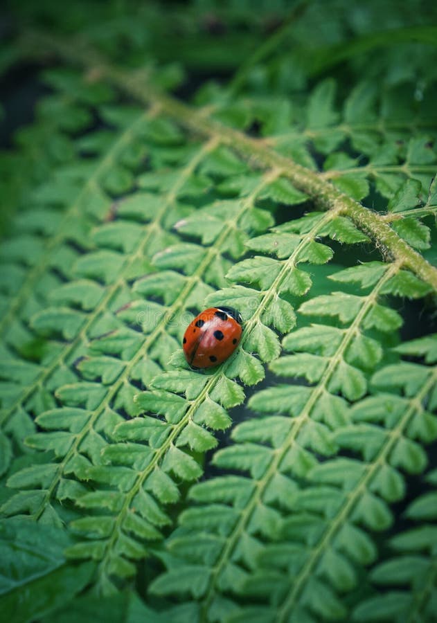 The ladybug in the plant stock photo. Image of outdoor - 130793816